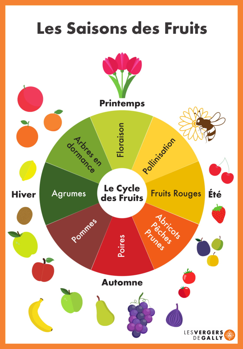 On vous explique les saisons des fruits
